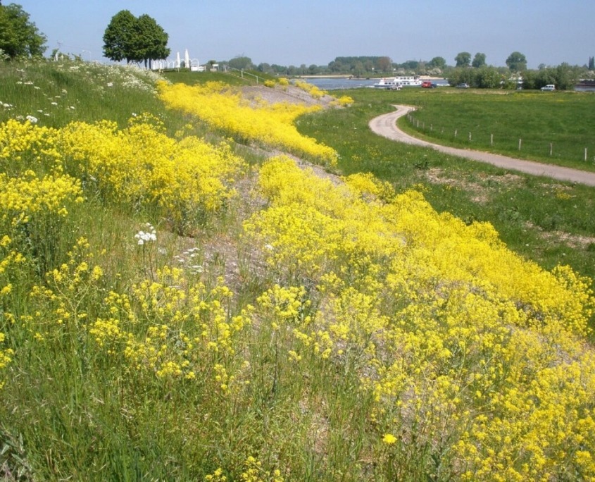 Wede - Zadenbibliotheek Nederland