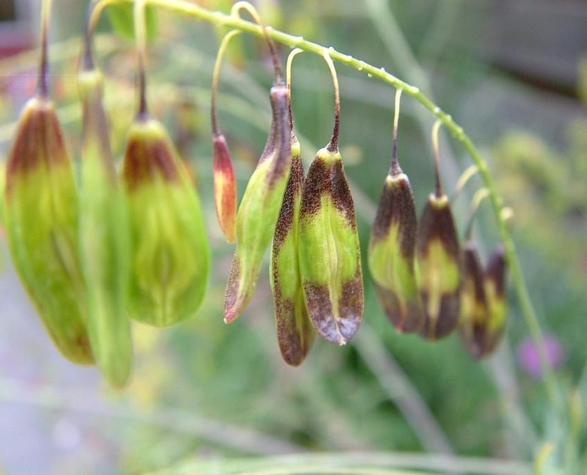 Wede - Zadenbibliotheek Nederland