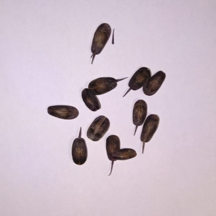 Wede - Zadenbibliotheek Nederland