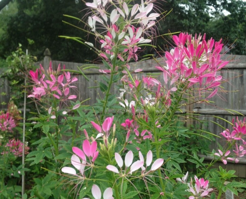 Kattensnor - Zadenbibliotheek Nederland