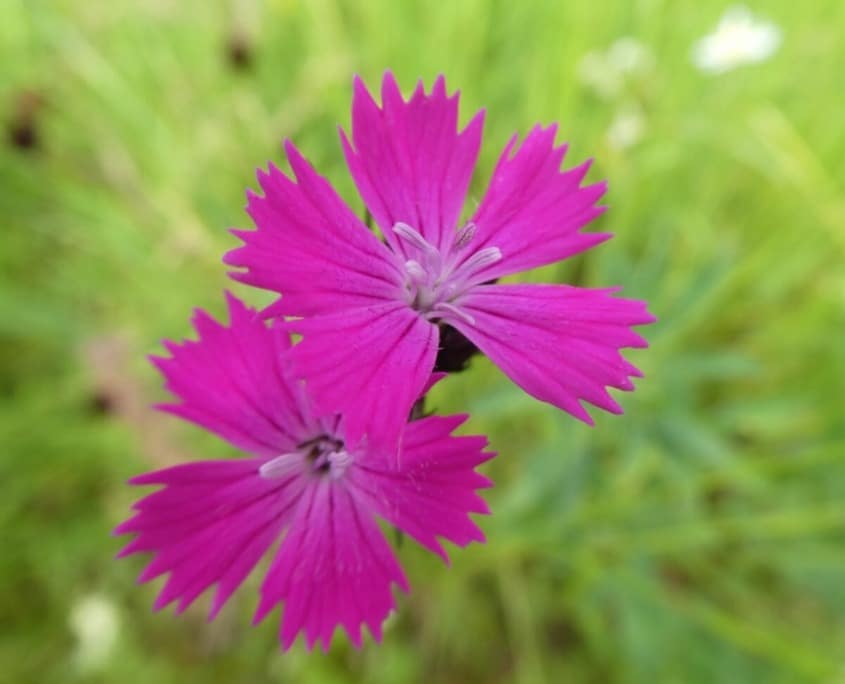 Anjer - Zadenbibliotheek Nederland