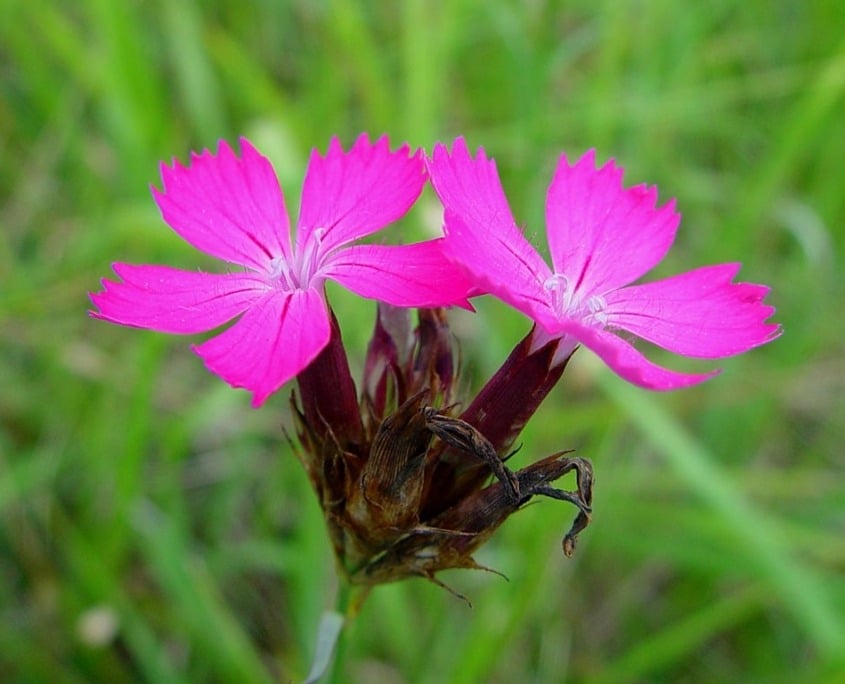 Anjer - Zadenbibliotheek Nederland