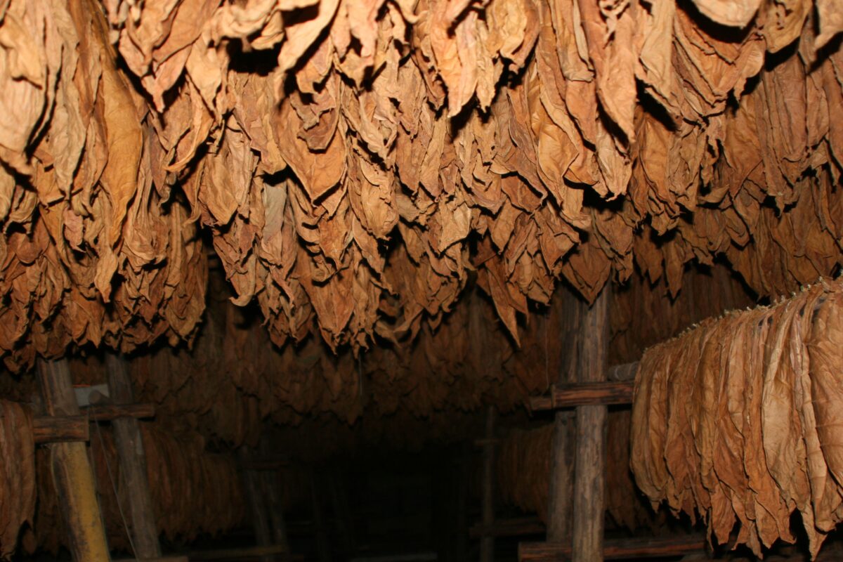 Tabak - Zadenbibliotheek Nederland