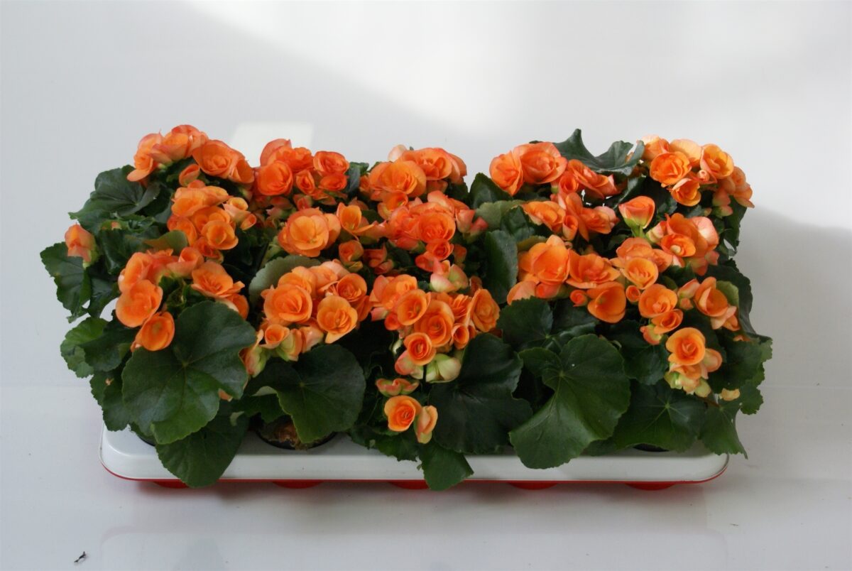 Begonia - Zadenbibliotheek Nederland