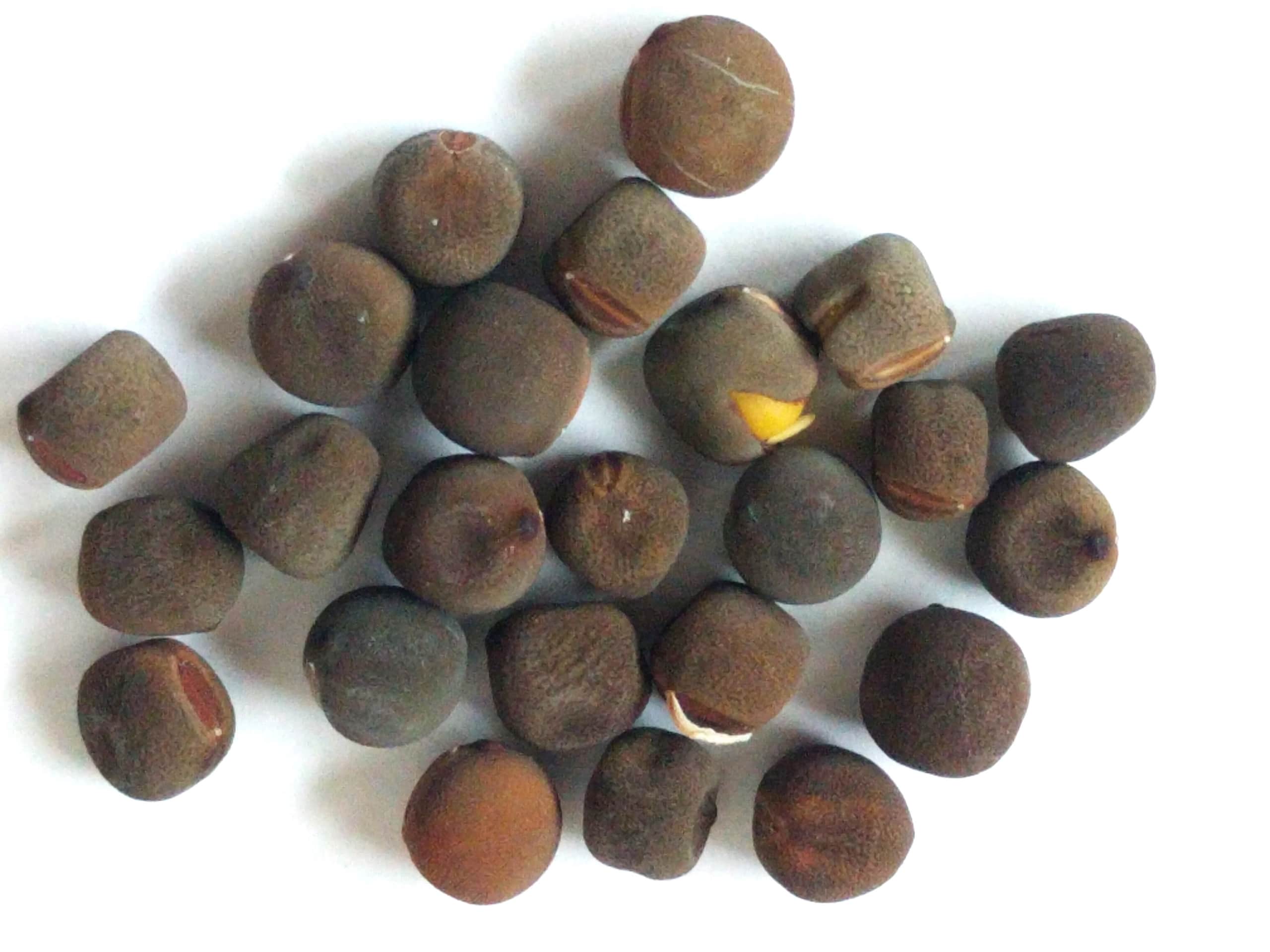 Pronk (reuk) erwt - Zadenbibliotheek Nederland