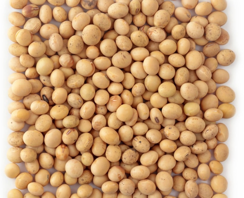 Sojabonen - Zadenbibliotheek Nederland